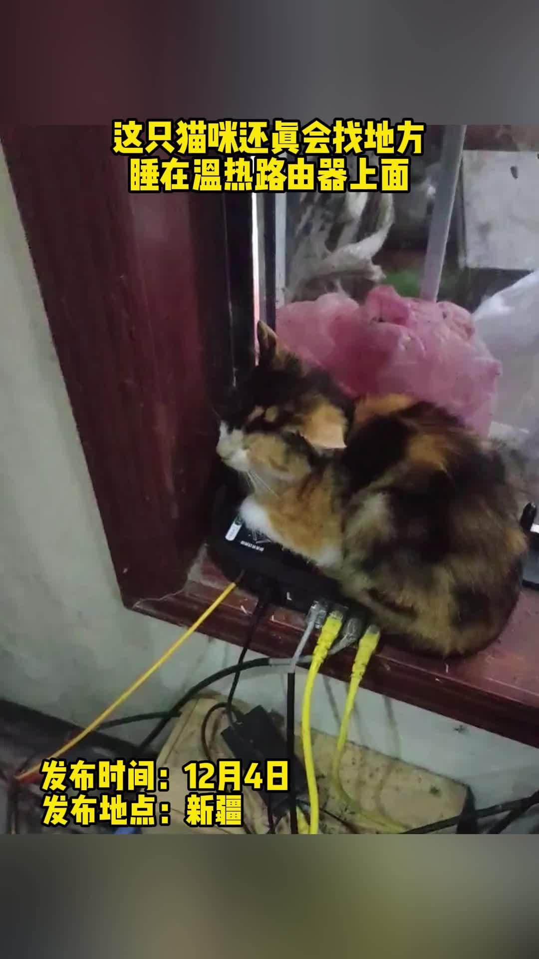 这只猫咪还真会找地方,睡在温热路由器上面