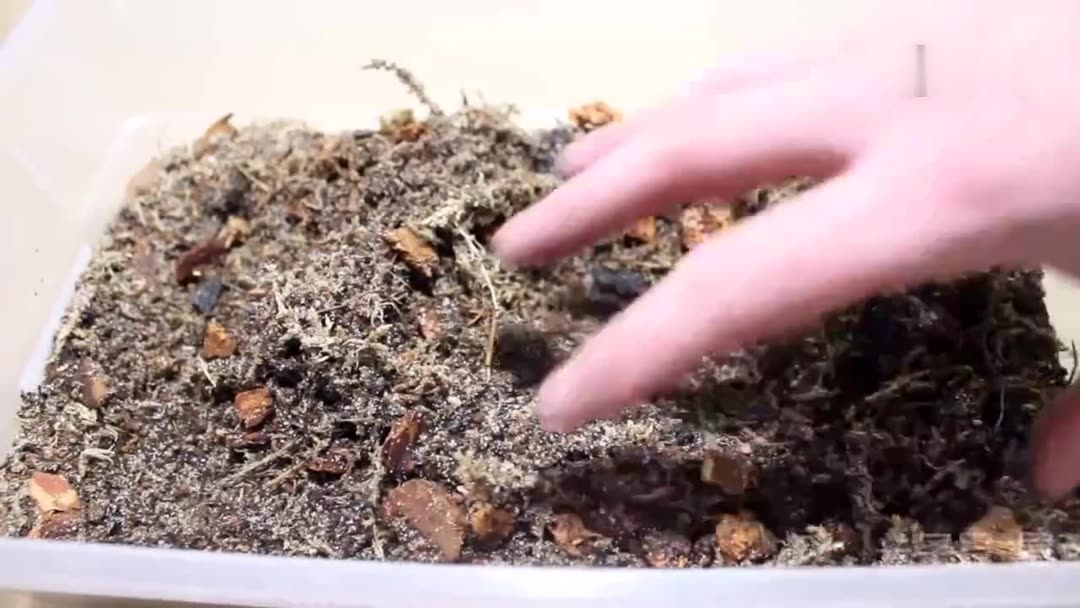 用玻璃瓶制作小型生态循环系统,累了困了看两眼,让你浑身都舒服