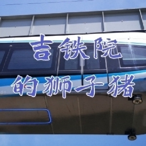 吉铁院的狮子猪 