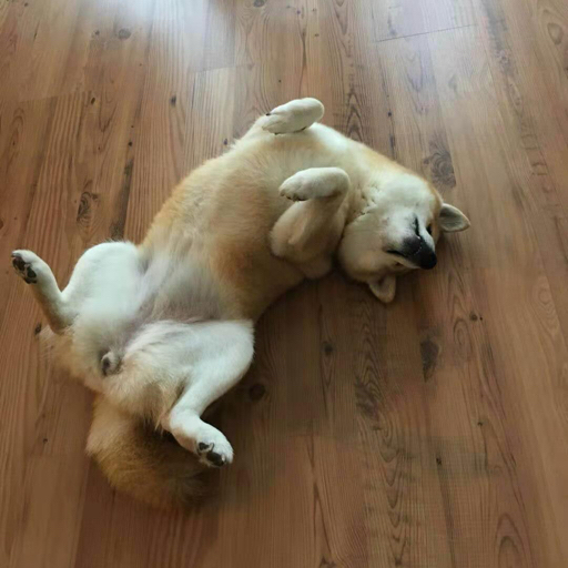 爱酱与小空的北欧生活 