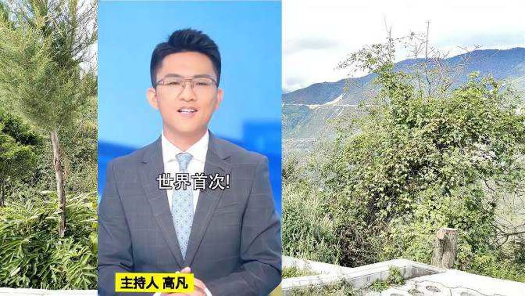 二氧化碳是能量,解决高原反应,今天双喜临门啊