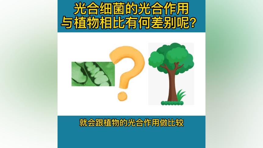 光合细菌你知道怎么应用了吗?#科普 #水产养殖 #农业 #养殖