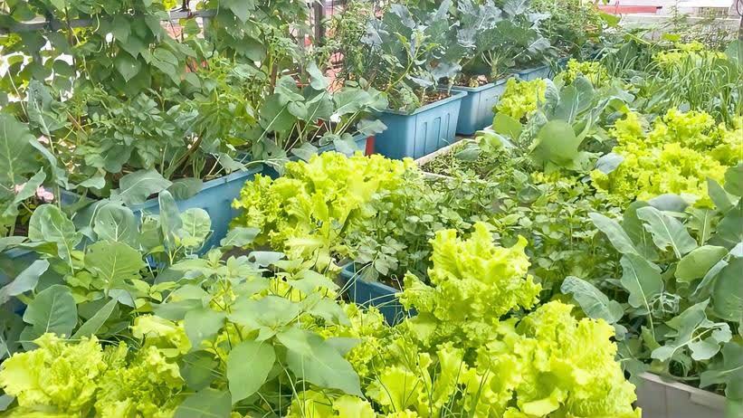 如何利用厨房垃圾自制堆肥,学会3个步骤,变成蔬菜.