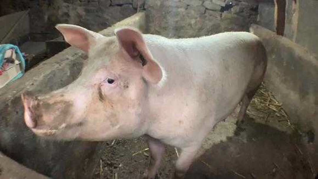 农村兄弟两人,为什么因为一头猪把老娘气哭了?