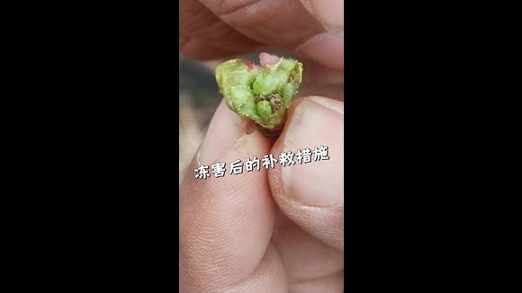 低温冻害影响大,果树花芽受损重,如何补救是关键!