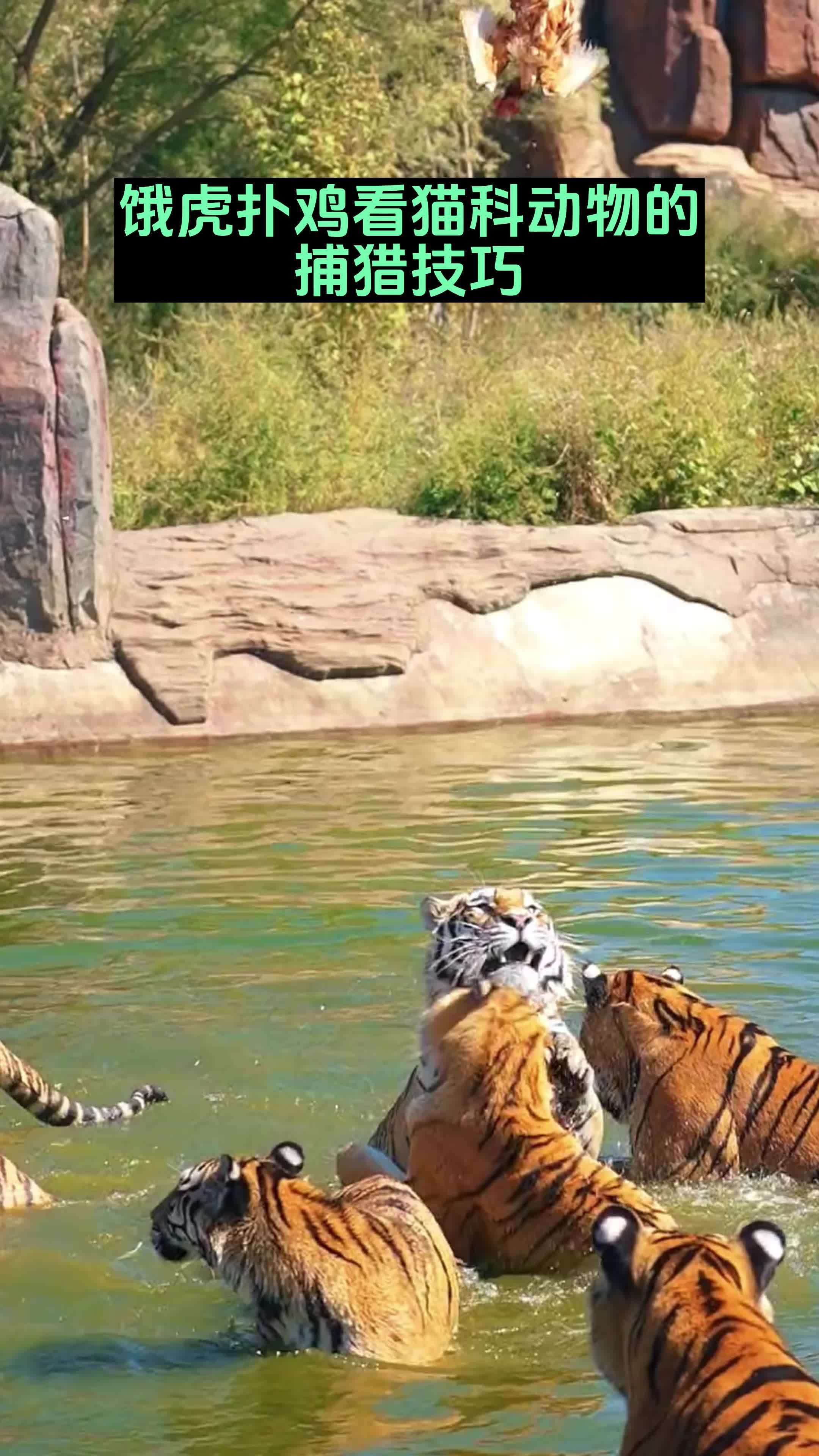 饿虎扑鸡,来看顶级猎食者猫科动物的捕猎技巧