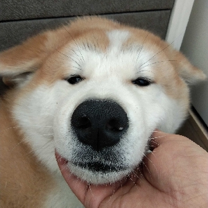 心平气和的老李 