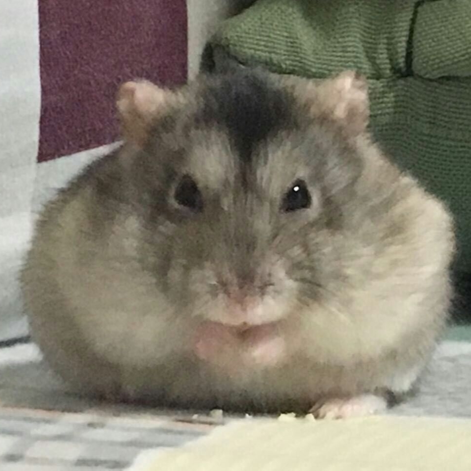 GoDoubidou 