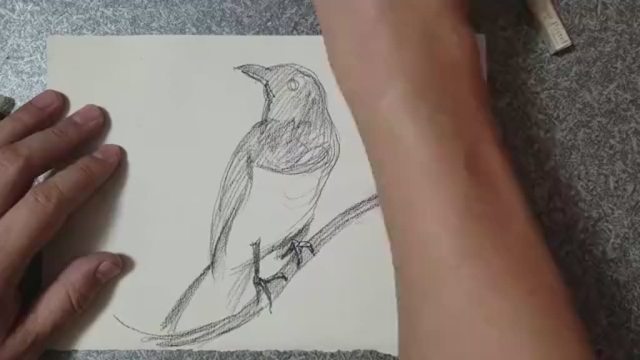 鸟身上这么画,简单又好看,羽毛栩栩如生