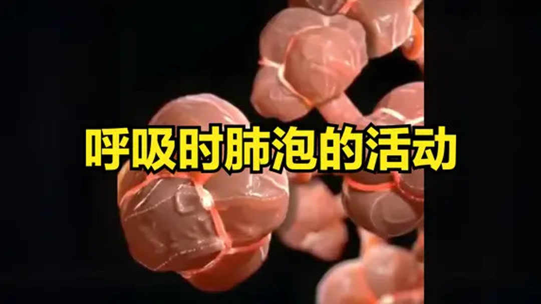 医学3D动画演示:我们呼吸时肺泡是如何活动的?