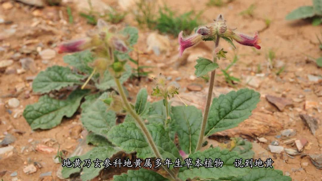 地黄就是六味地黄丸的主要成分 现在野生的很少 都在大量种植!