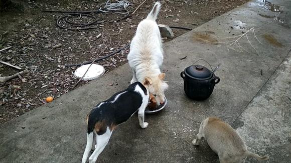 比格犬得了细小病毒,花了1300多元治好。大家觉得值不值得?