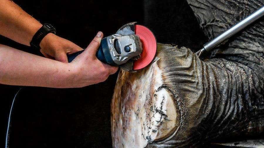 你见过大象修脚吗?就跟削土豆一样,刮刀、锉刀轮番上阵