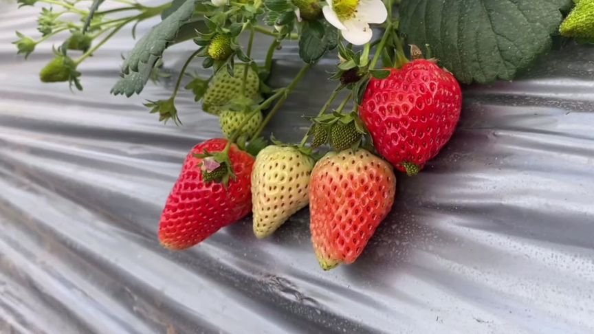 摘草莓,天价!猜猜多少钱一斤