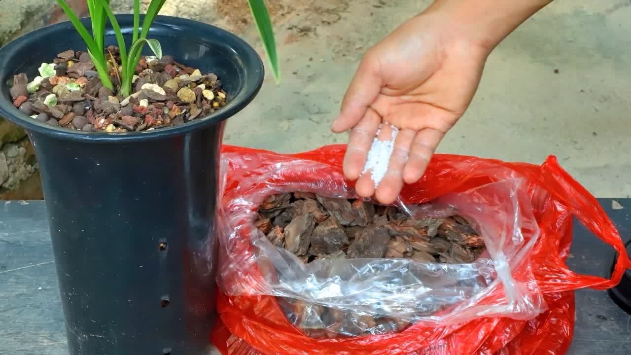 松树皮发酵时间要1到2年,三伏天这样给它发酵,到了秋季就能...