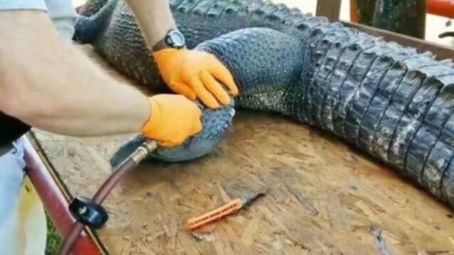 光鲜亮丽的背后是残忍,看完剥取鳄鱼皮的过程,你还会买奢侈品吗