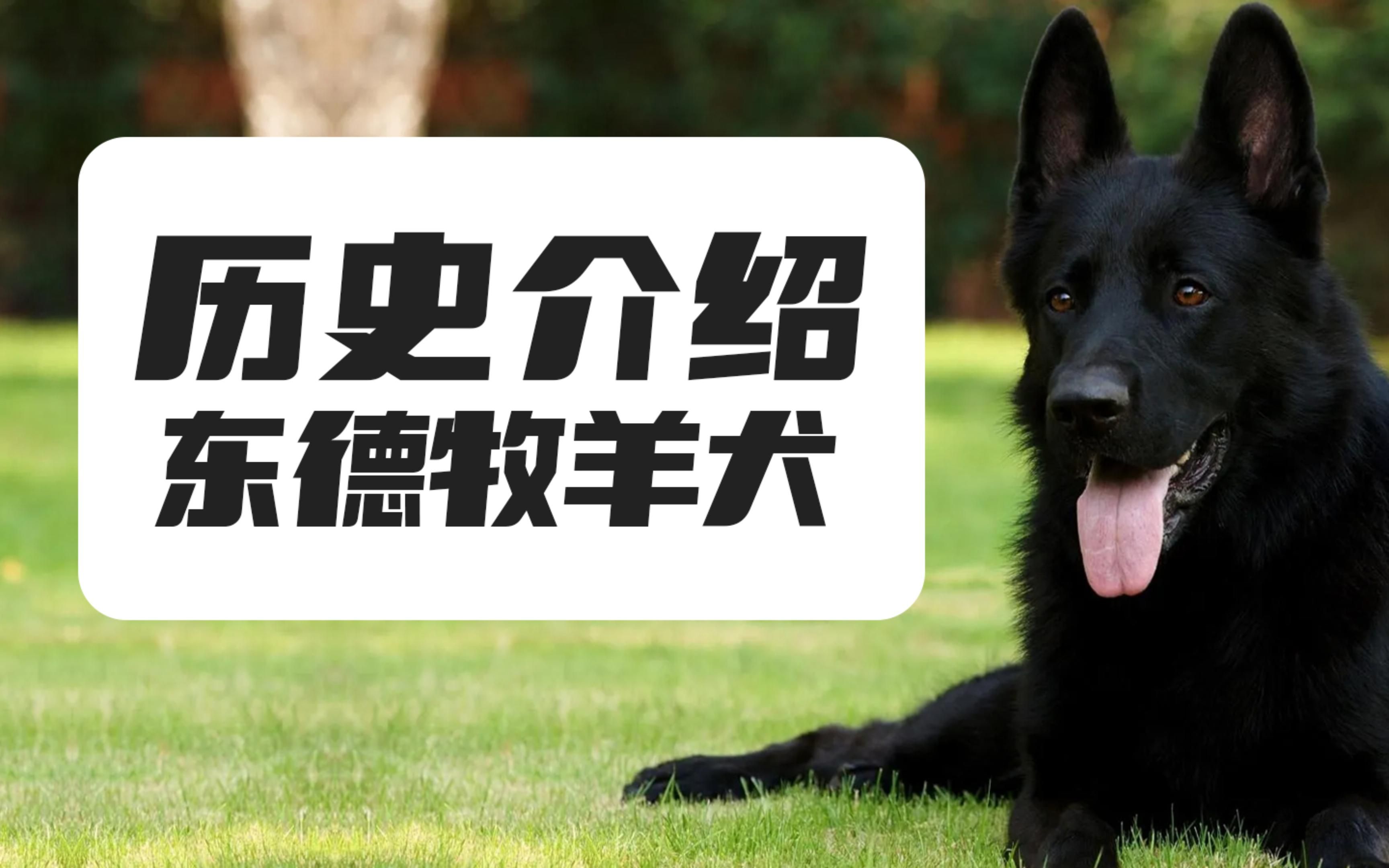 东德牧羊犬丨德牧历史长河的缩影