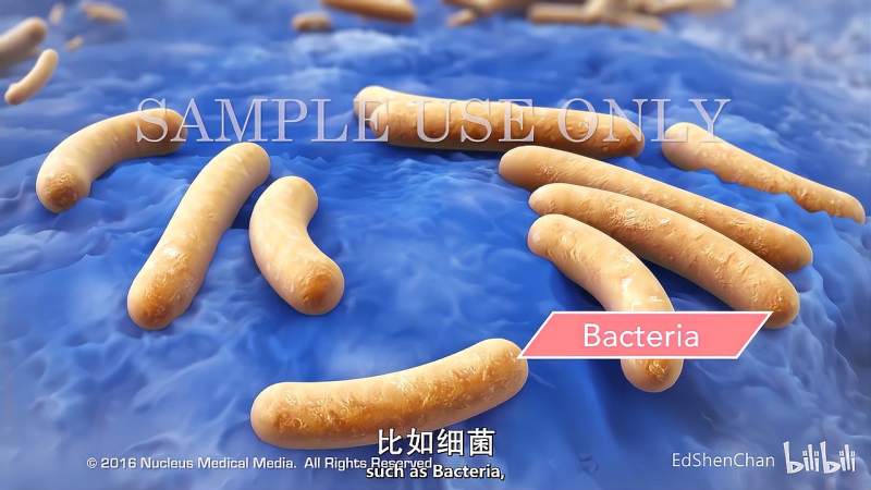 《生物自习室》第8期:细胞分裂概述