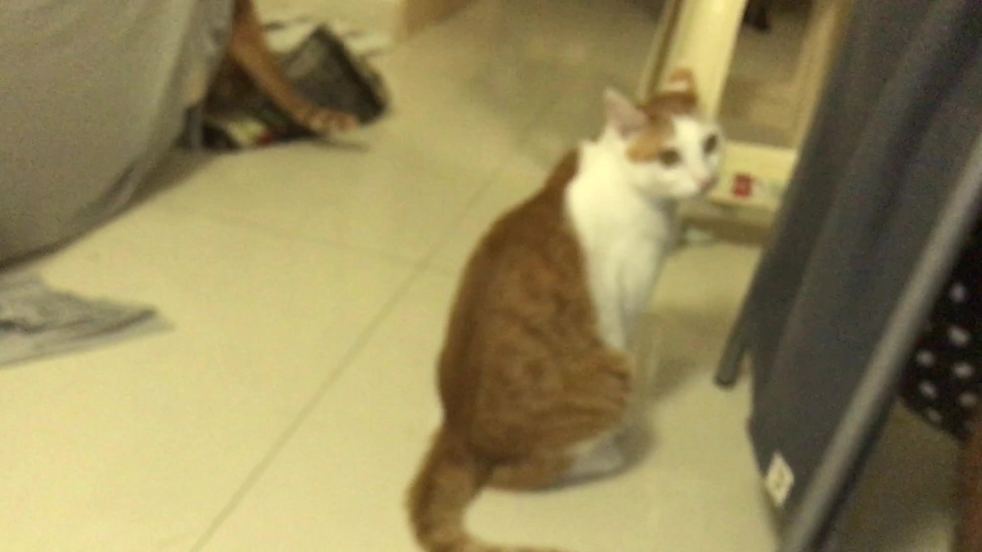 【柒八吱喵】测试,那些模拟猫叫app真的能吸猫么?