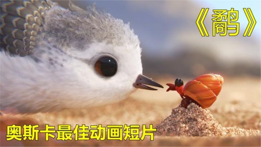 奥斯卡最佳动画短片《鹬》太可爱了,搁谁看了都得被治愈