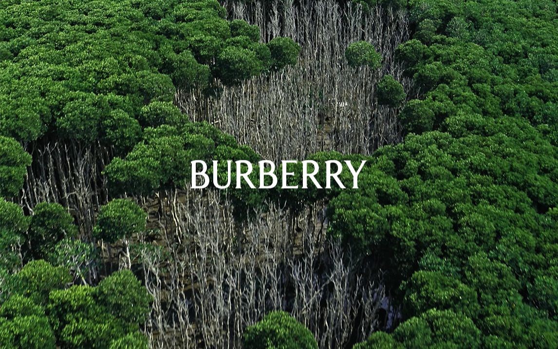 Share丨Burberry 红树林