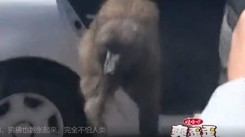 动物园过于保护狒狒,狒狒也嚣张起来,完全不怕人类
