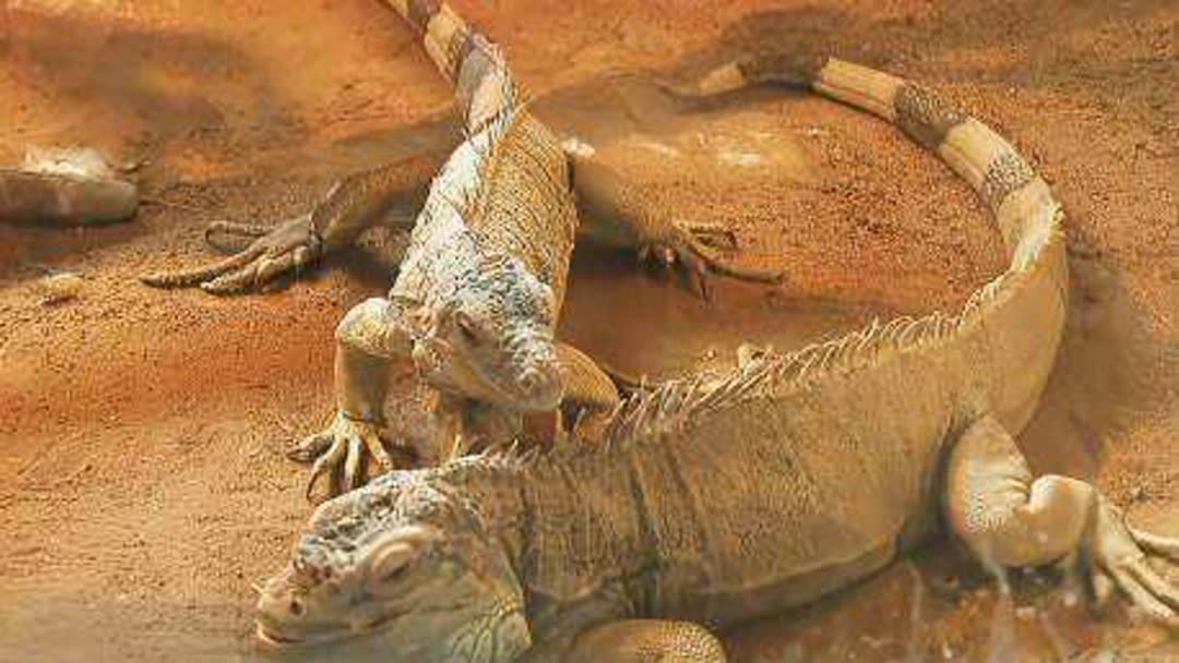 建阳光暖房 特制"食谱" 小动物温暖过冬