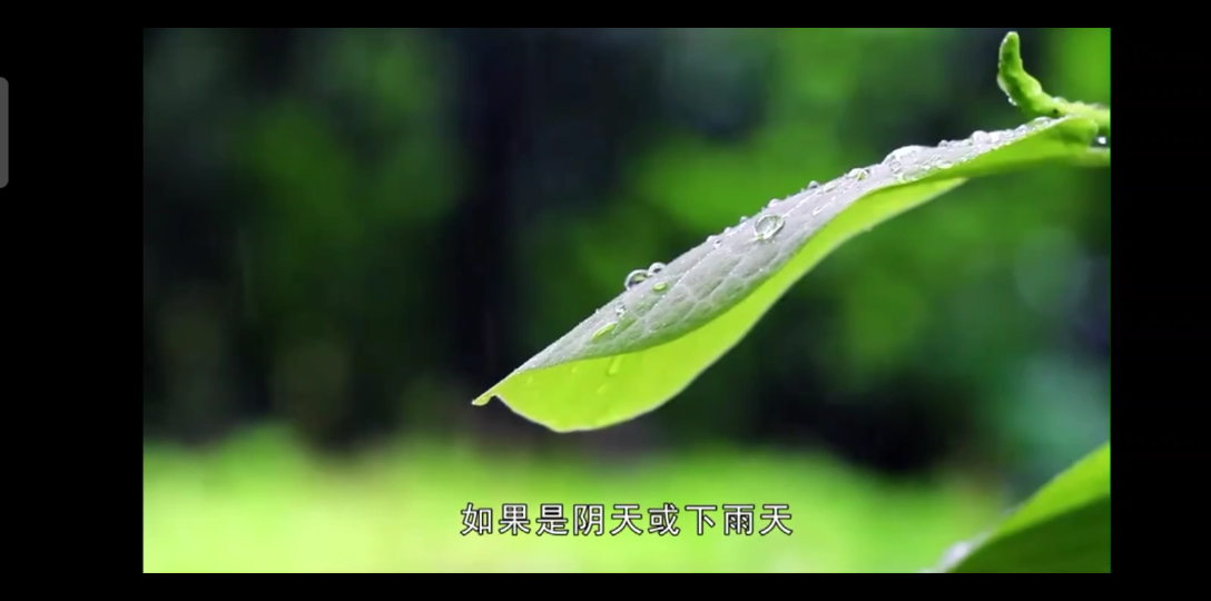 在野外如何辨别方向