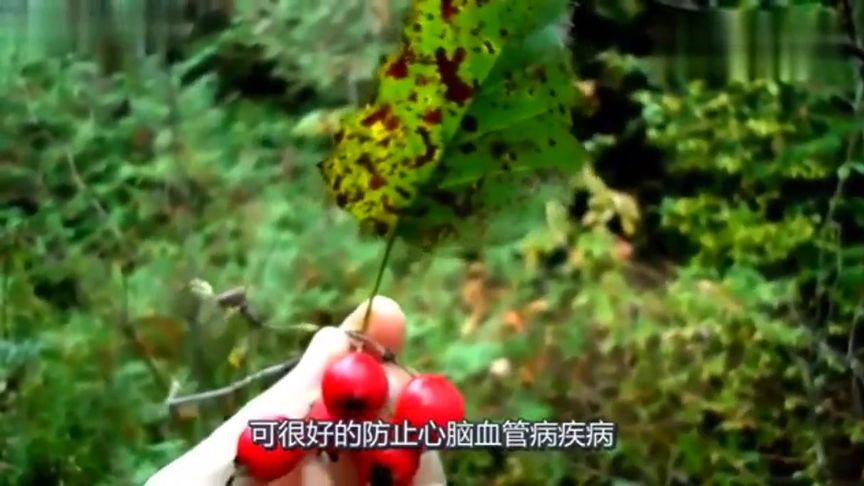 它是最好的“心血管药”,经常吃一点,活血液、溶血栓、通血管!