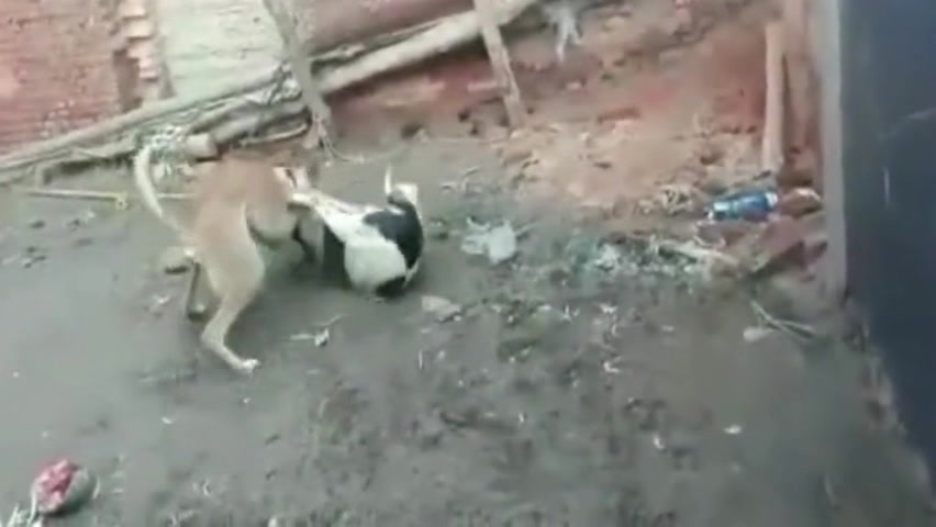 民间斗狗:这场斗狗比赛太残忍了,不忍直视观看