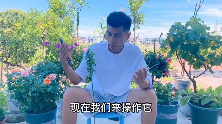 月季嫁接方式很多,腹接法是一种很好的选择,皮下腹接简单方便