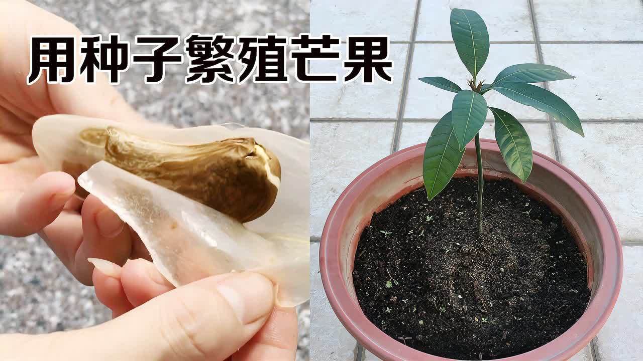 拼多多里面种植的果树成熟之后兑换了别的东西之后还能重新兑换吗?