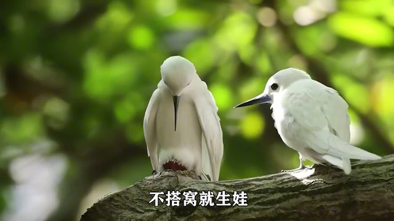 小白燕鸥完成看似"不可能的吞咽"镜头记录全过程