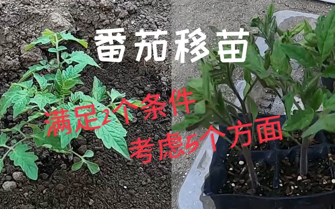番茄西红柿移苗 满足2个条件可移苗 移苗时做到这5点保证苗壮果多 移苗后怎么浇水