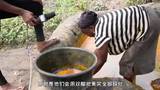 非洲人食用的油,是怎么提炼出来的?看到制作过程让人大跌眼镜!