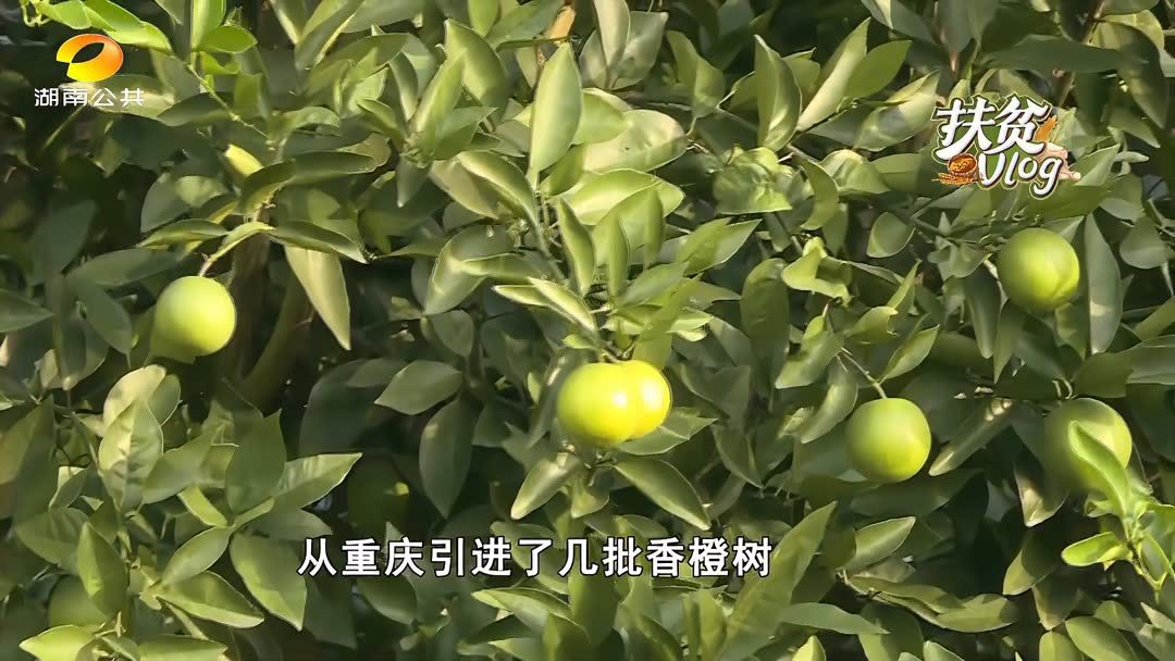 三个"1000亩"搞活一个村,这么优秀的产业结构你不好奇吗?
