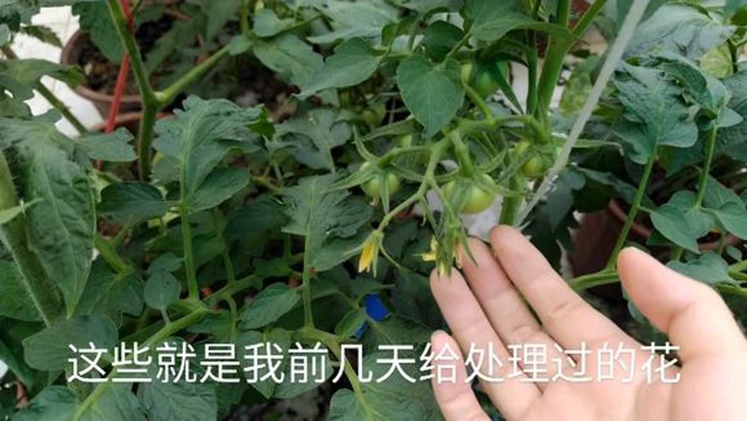 番茄只开花不结果,她用这两方法就给解决了,只需几天效果显著