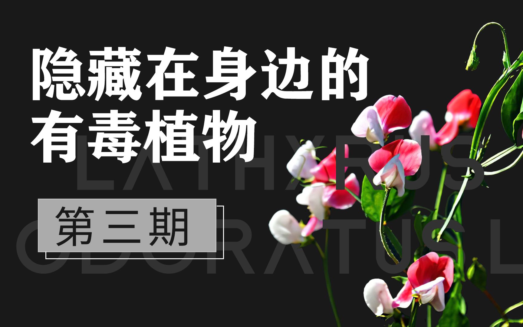 五款你身边的常见植物,最后一个的毒性你会惊讶的 有毒植物 第三期