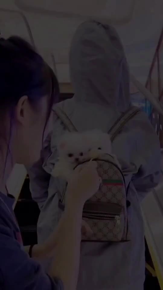 日常生活与狗狗在一起的幸福时光,此生相伴真好!