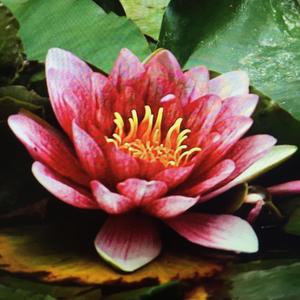永远自由的心灵 