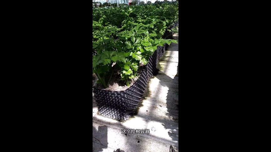 控根容器种植