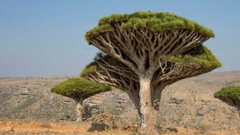 世界上真有会“流血”的树,非洲人还拿它的血做染料,你见过吗?