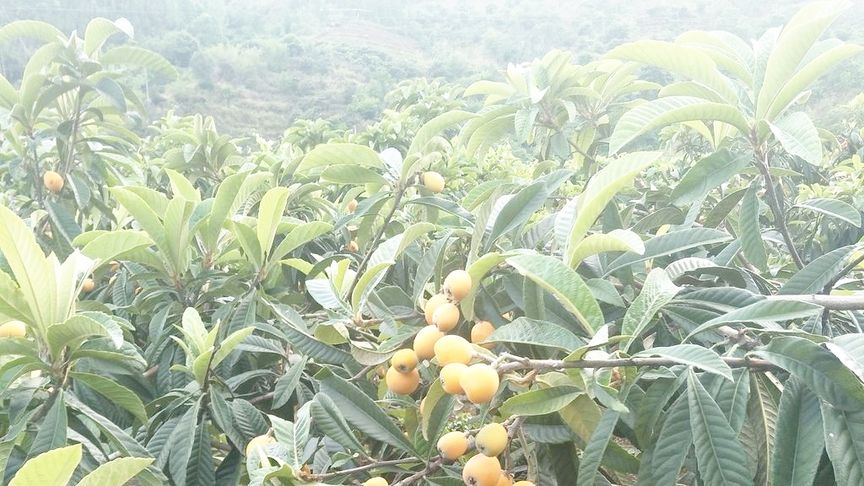 枇杷种植技术 枇杷种植一点通