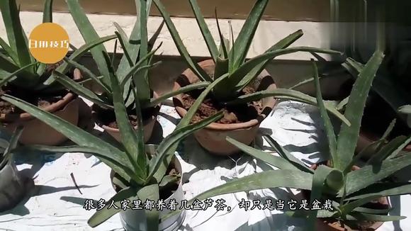 你家有养芦荟么?用它来敷脸保湿,比用化装品还管用!