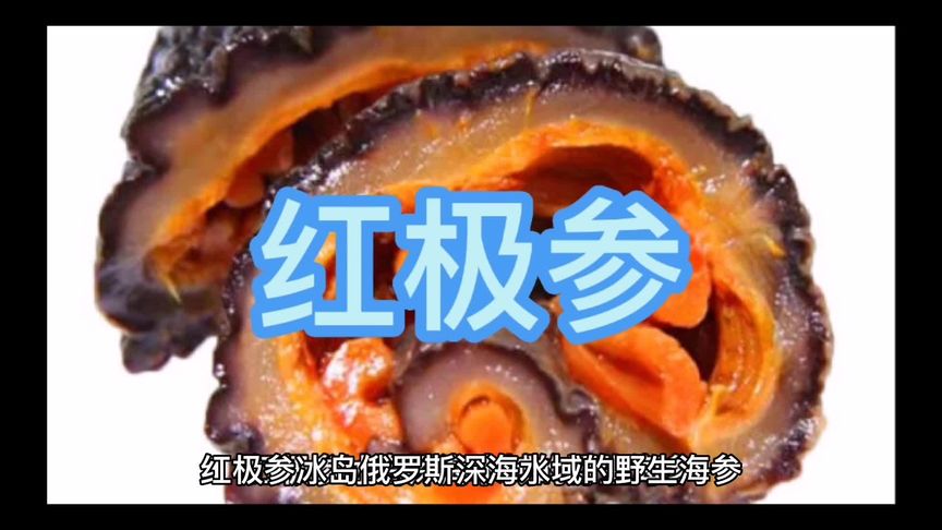 红极参产自北极圈冷水海域的野生海参#野生海参 #支持全国发货