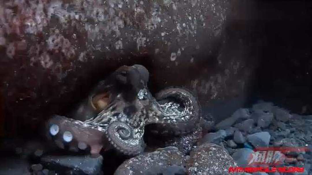 章鱼vs海鳗,海洋动物的战争