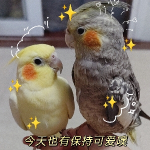果冻的布丁布丁的果冻 