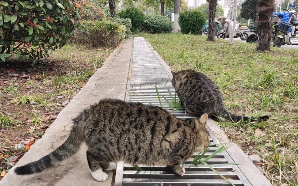 BBQ了,可乐小金库没管理好,月中就吃草了