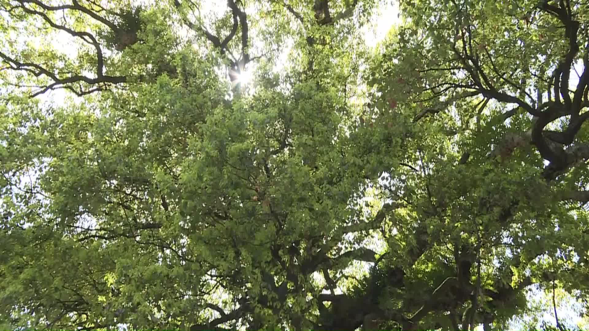 ...新洲塘这棵樟树据说有千年 更神奇的是边上还长了一棵不同品种的小树