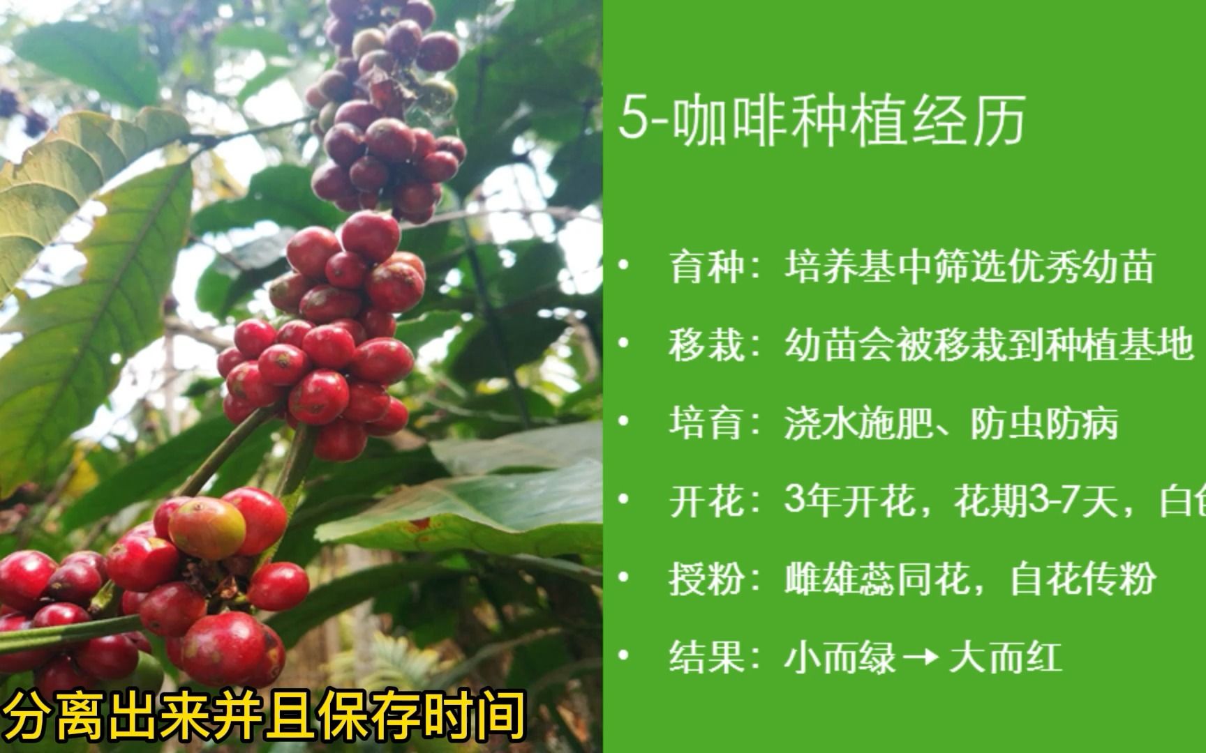 嗡嗡说咖啡第五集:咖啡种植经历